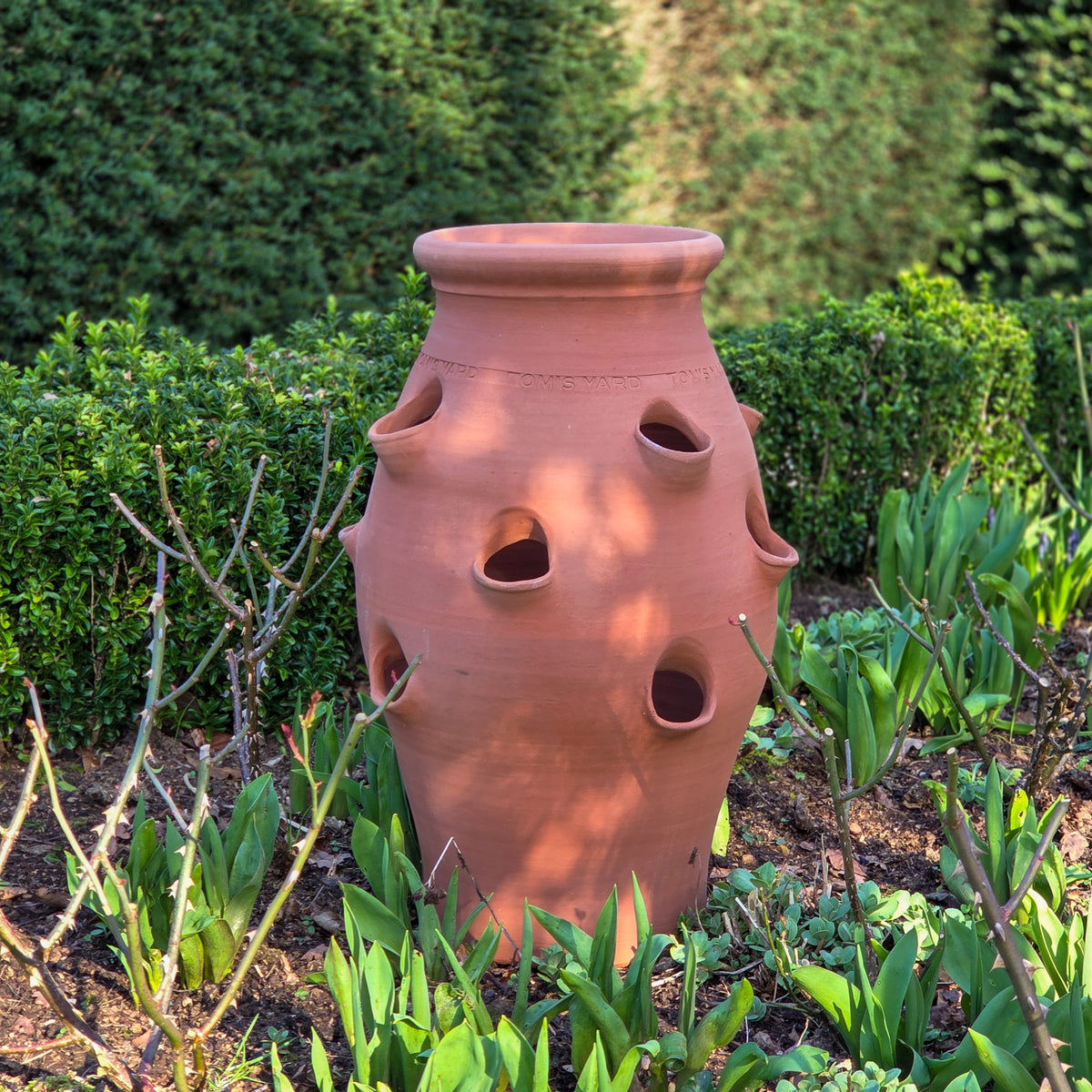 Terrific Terracotta Strawberry Pot Pictures