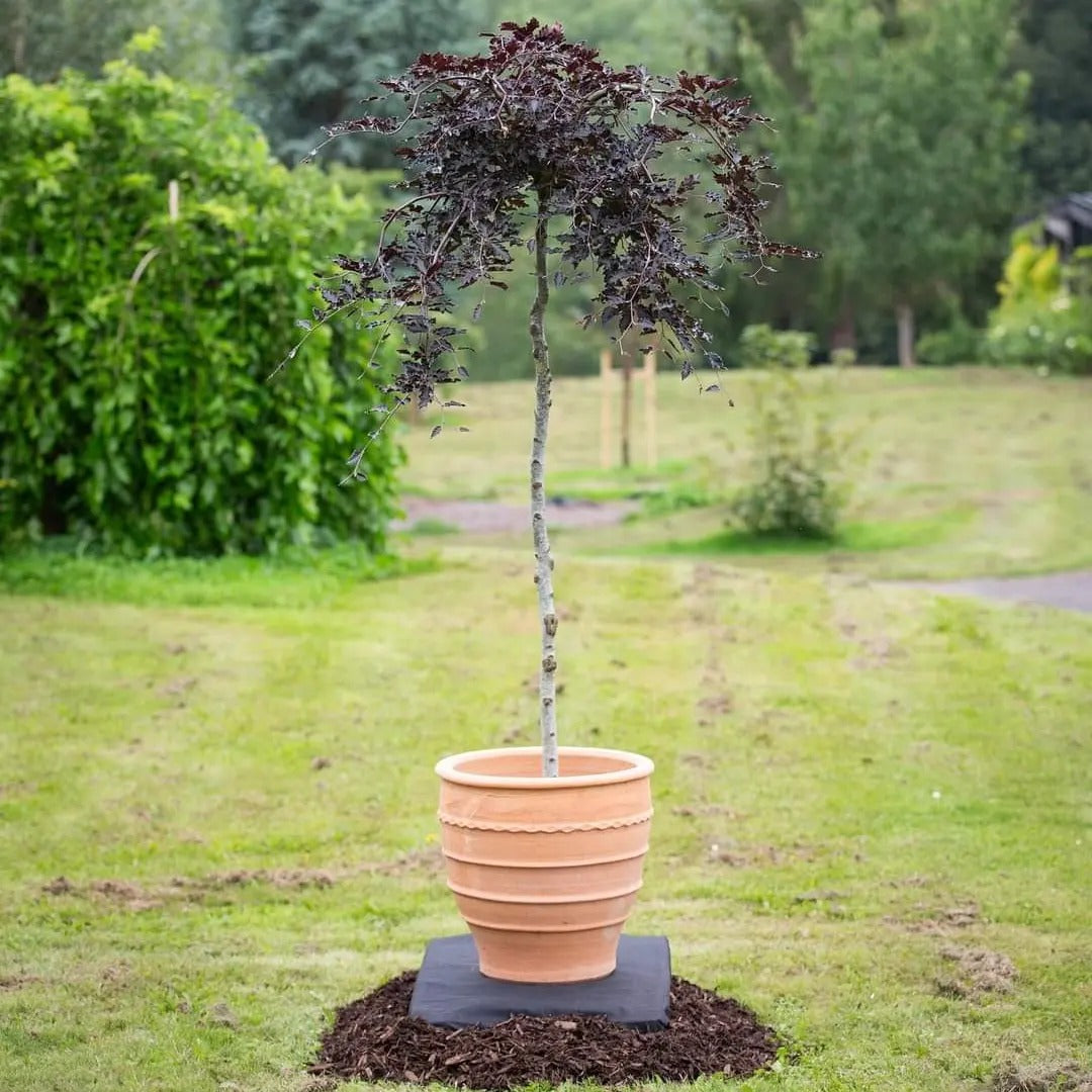 Beautiful Pots & Specimen Trees – Tom's Yard