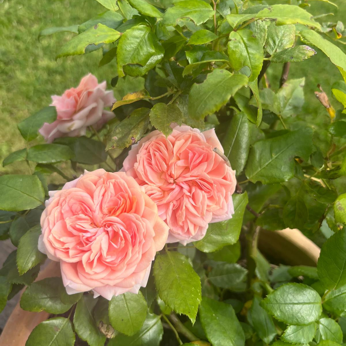 How to Grow Beautiful Roses in Terracotta Pots – Tom's Yard
