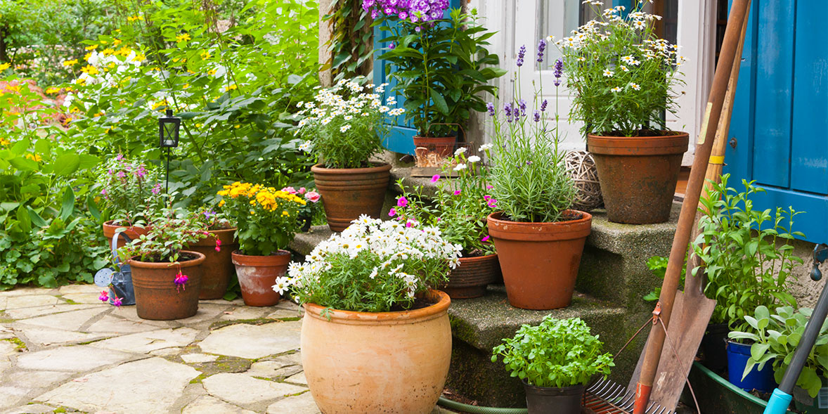 Pollinator‑Friendly Summer Pot Perfection – Tom's Yard