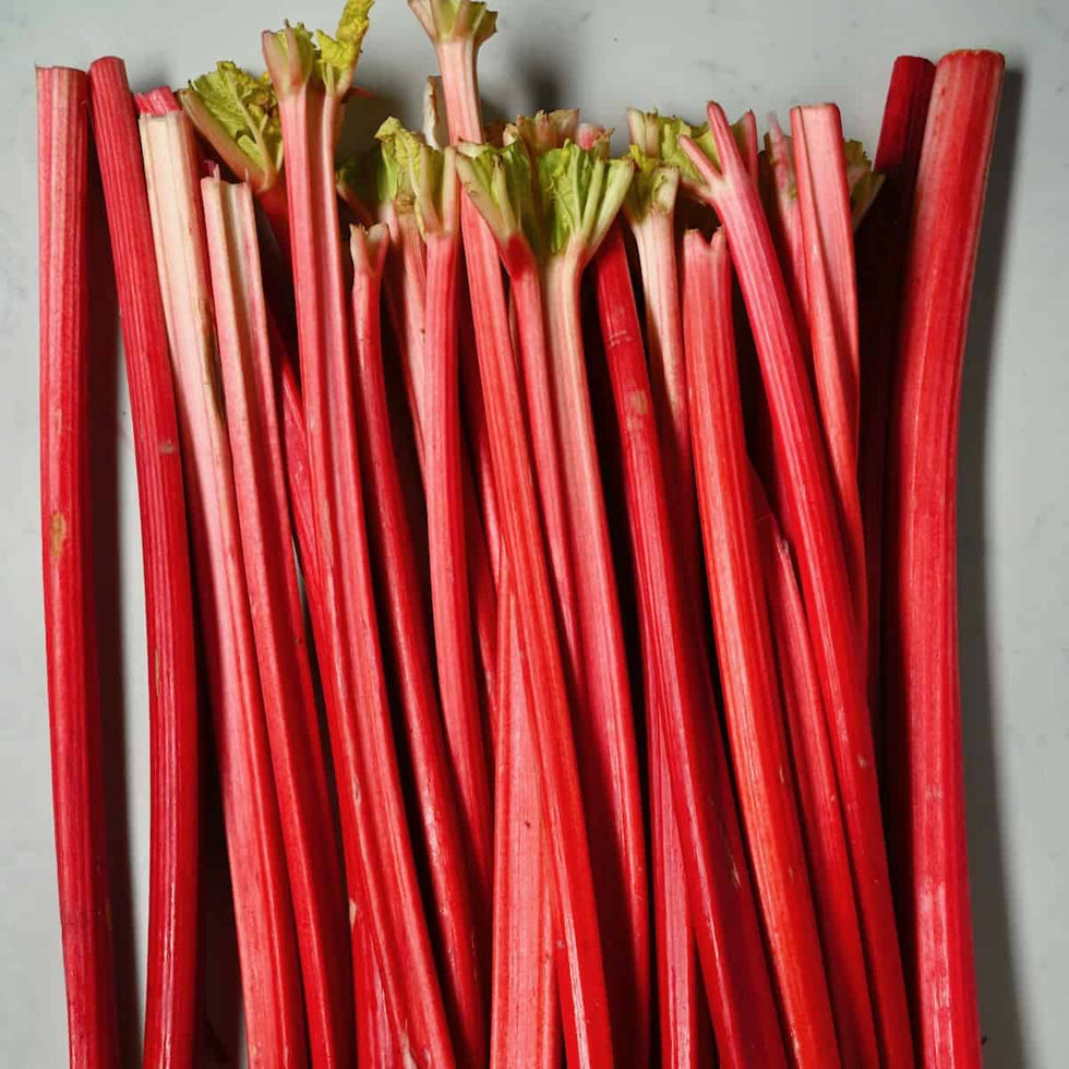 Tom's Yard Traditional Terracotta Rhubarb Forcer