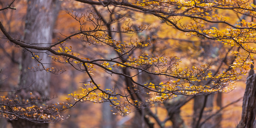 HAWS Watering Cans – Tom's Yard